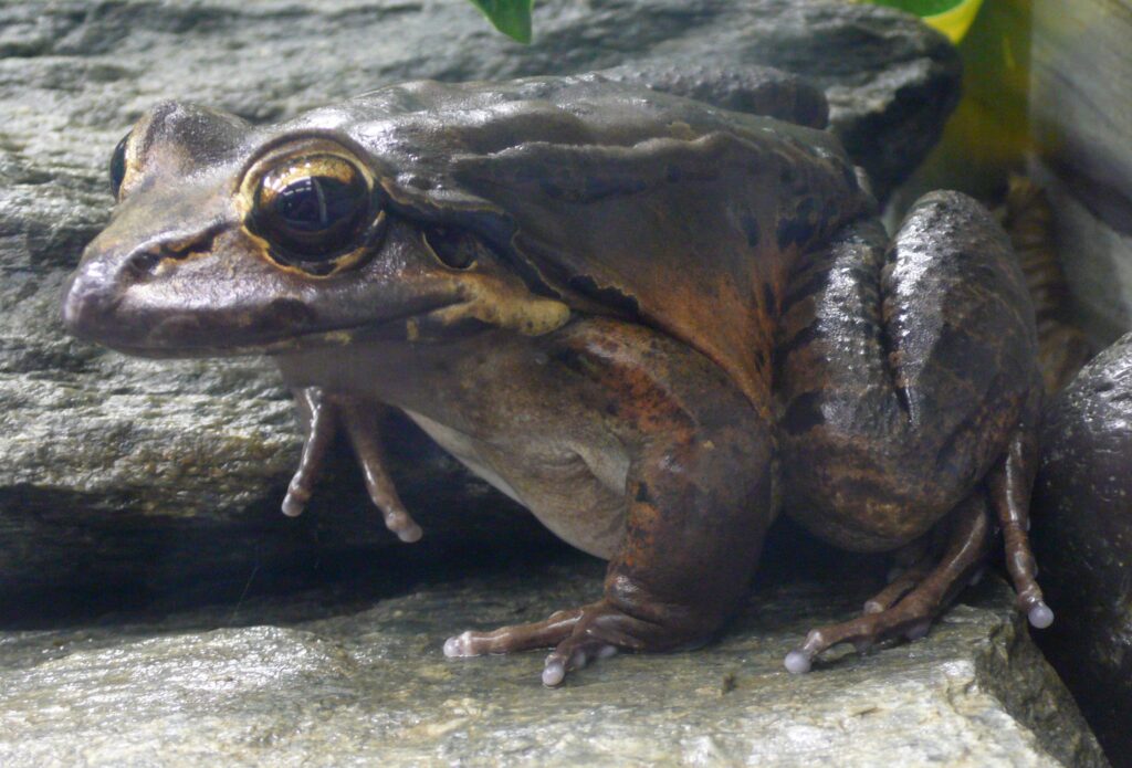 Save the Mountain Chicken Frog: Hopeful Quest to Restore Beloved Delicacy
