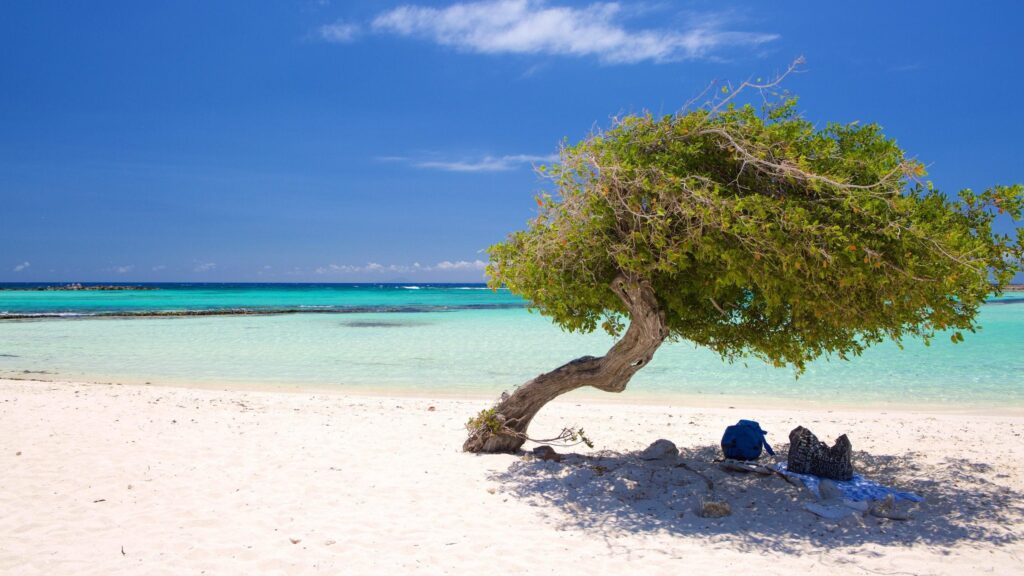 Discover Aruba 2024: Vibrant New Campaign Showcasing Authentic Local Talent